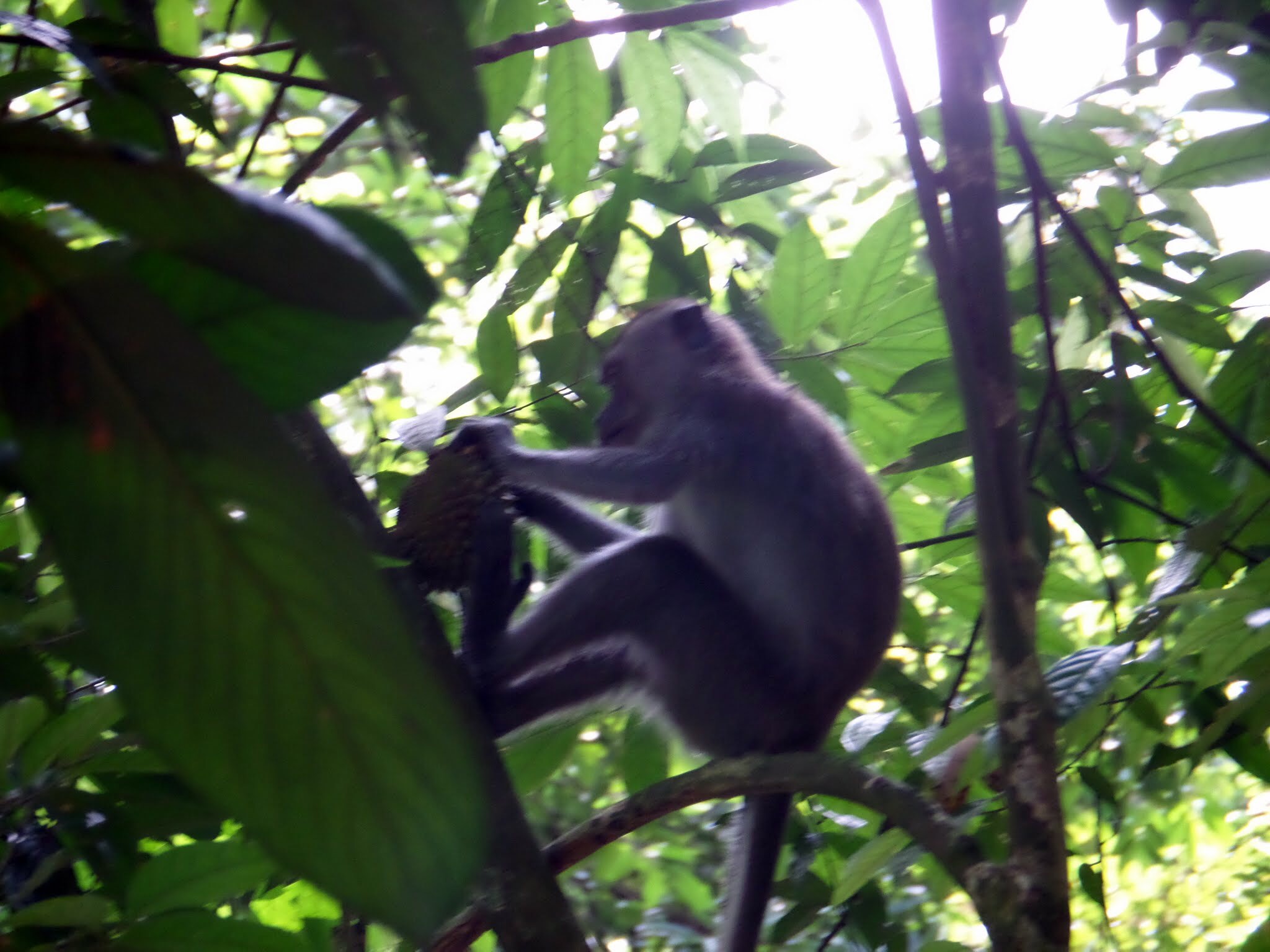 Day 5. Walking the MacRitchie Trail, Singapore – Love Travelling Blog